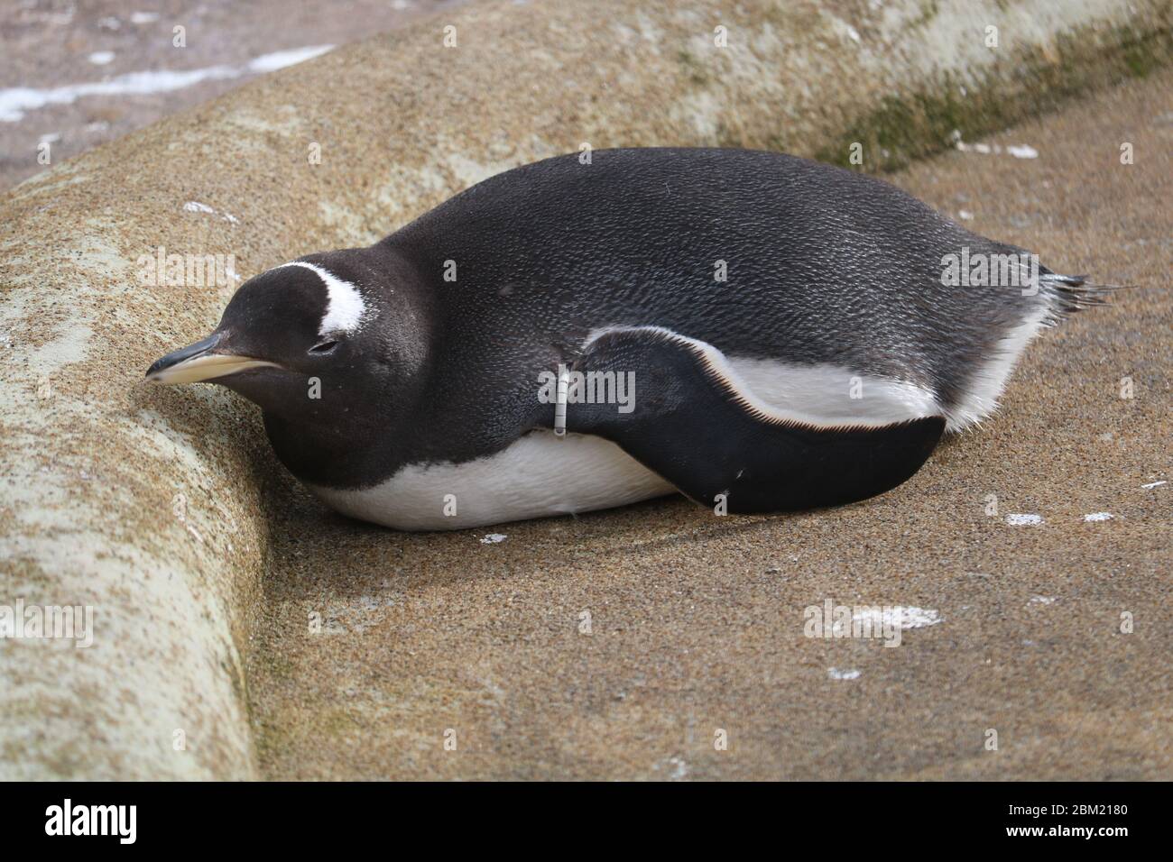 Penguin laying down at Edinburgh Zoo Stock Photo - Alamy