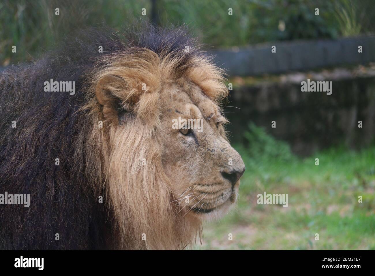 Lion (Panthera Leo) looking to the right at Chester Zoo Stock Photo - Alamy