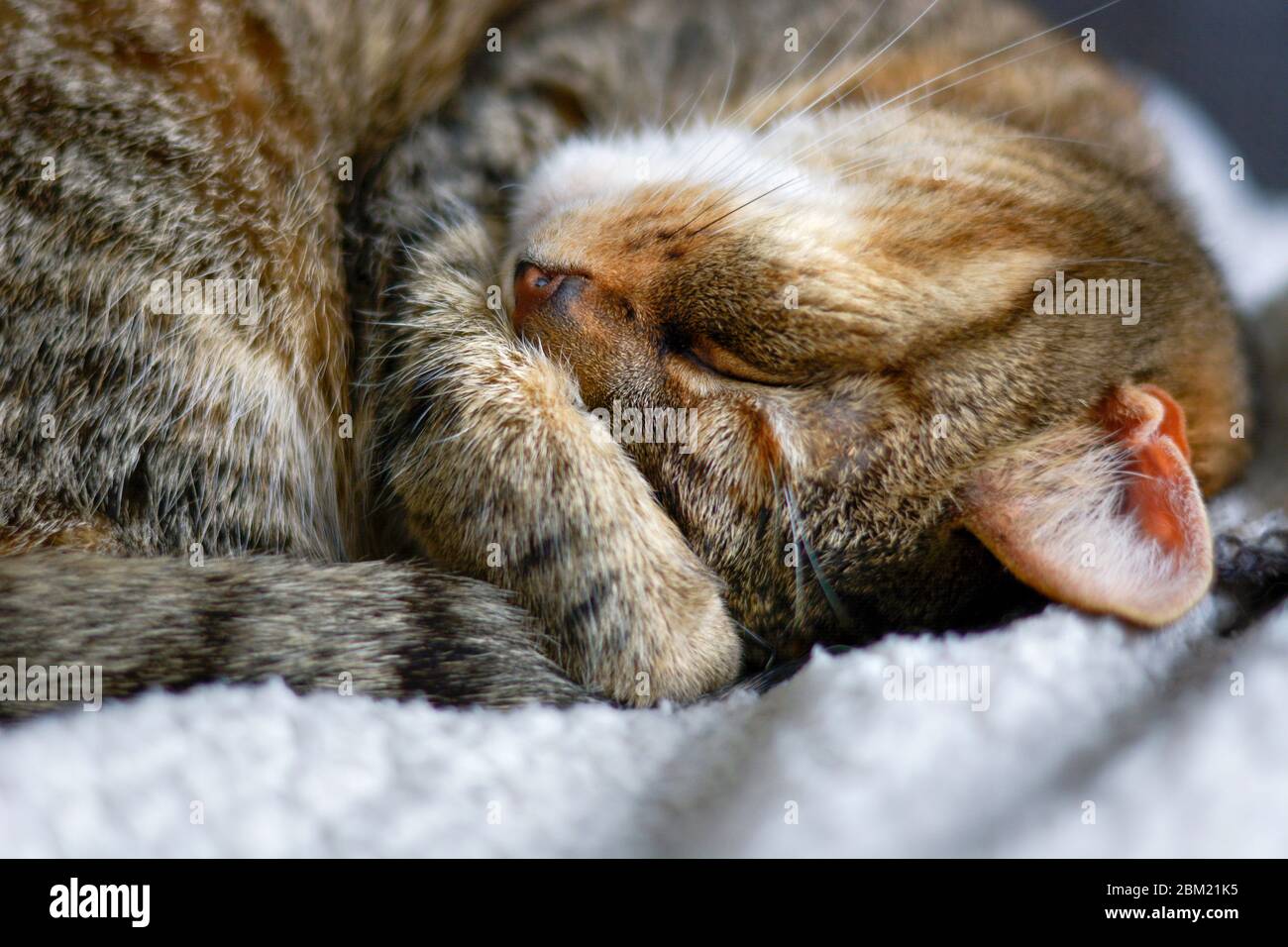 Completely relaxed cute cat is sleeping on soft blanket upside down and ...