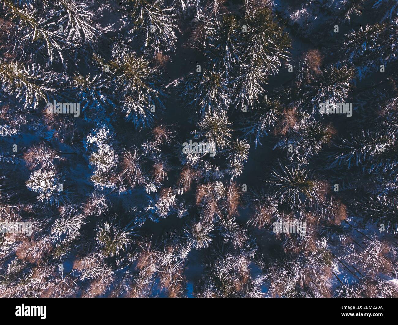 Aerial view thick coniferous forest hi-res stock photography and images ...