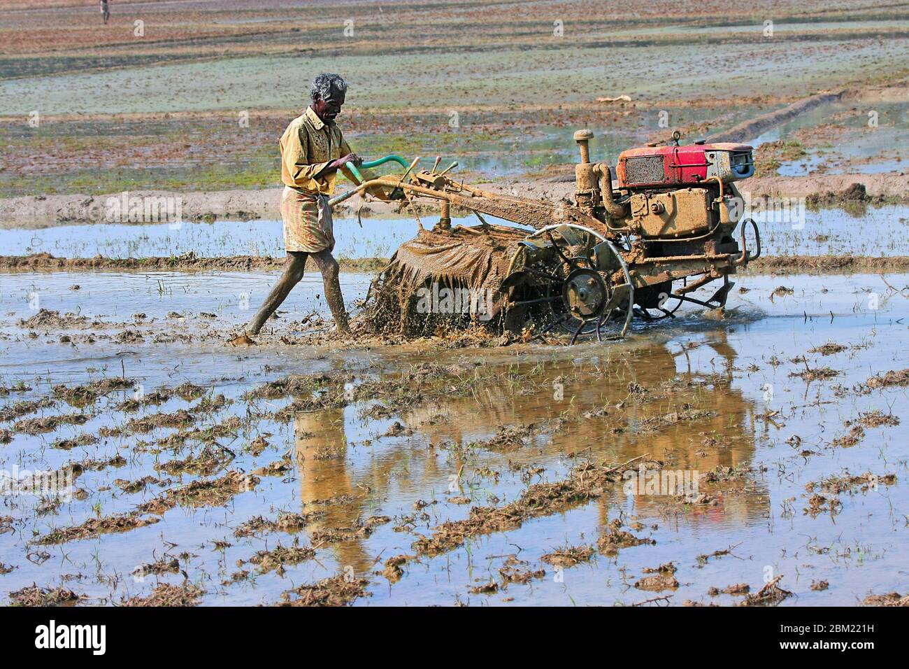 workers working on the rice paddy fields in kerala,south india,india ...