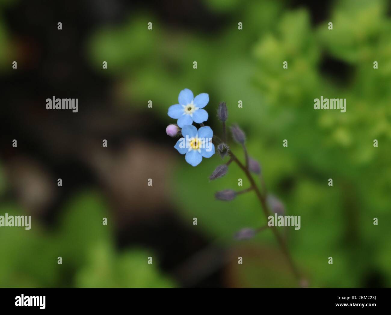 Two forget me nots hi-res stock photography and images - Alamy