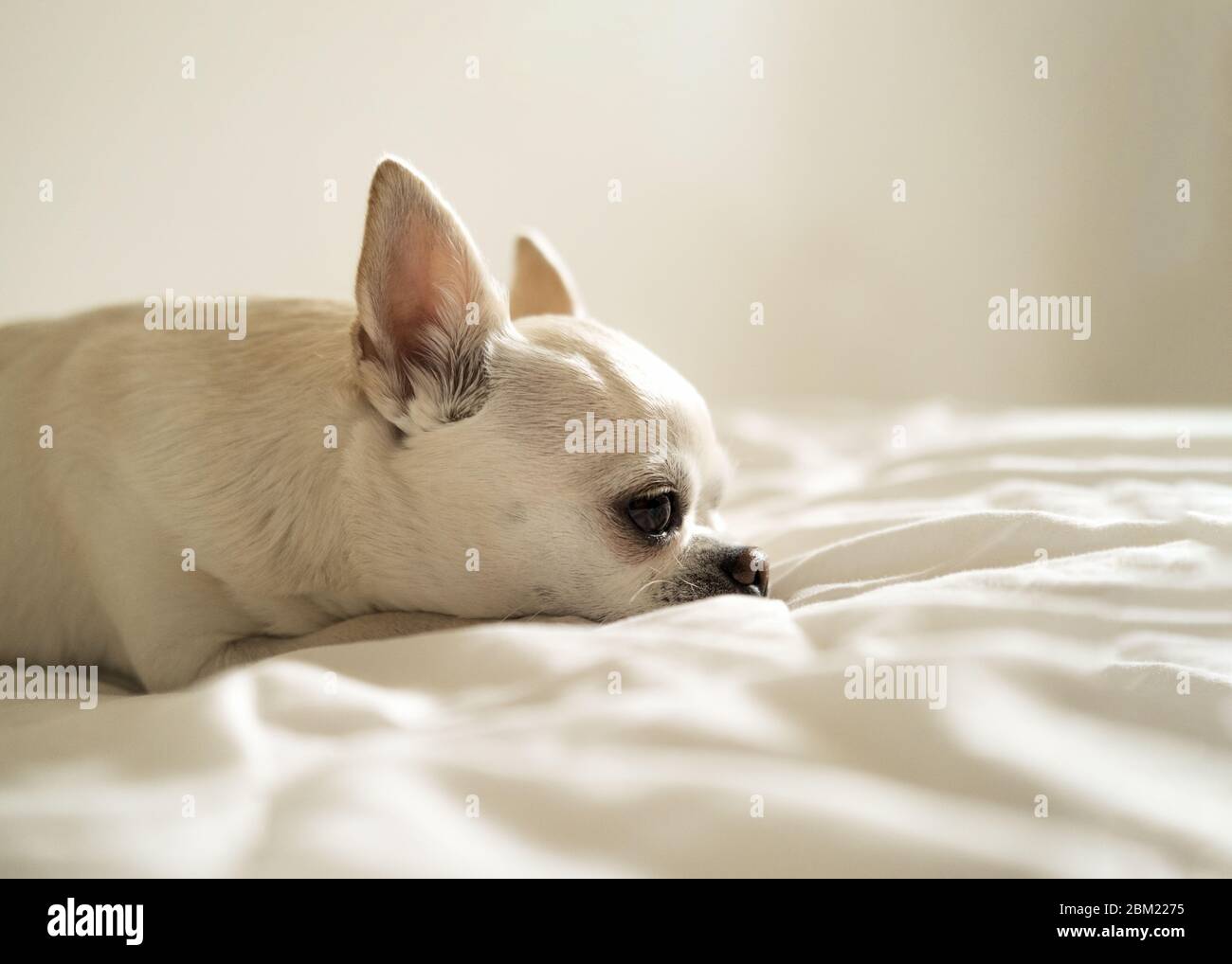 Chihuahua dog lying and sad on a white background Stock Photo - Alamy