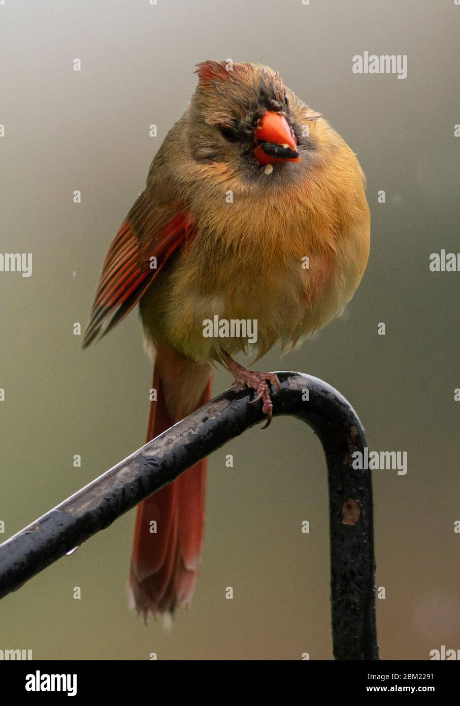 Up high, a Northern Cardinal on a metal perch Stock Photo - Alamy