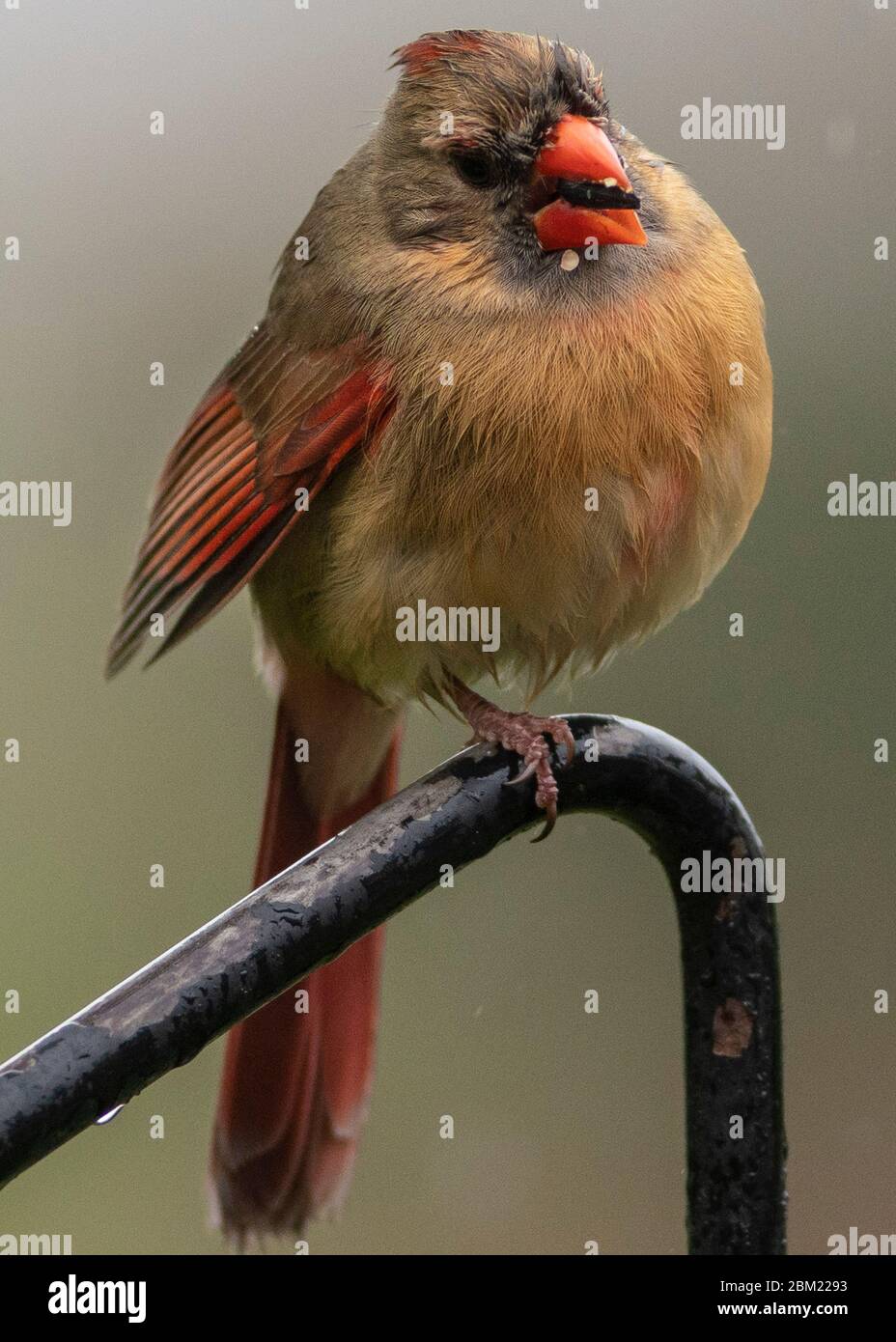 Young Northern Cardinal in a high perch Stock Photo - Alamy