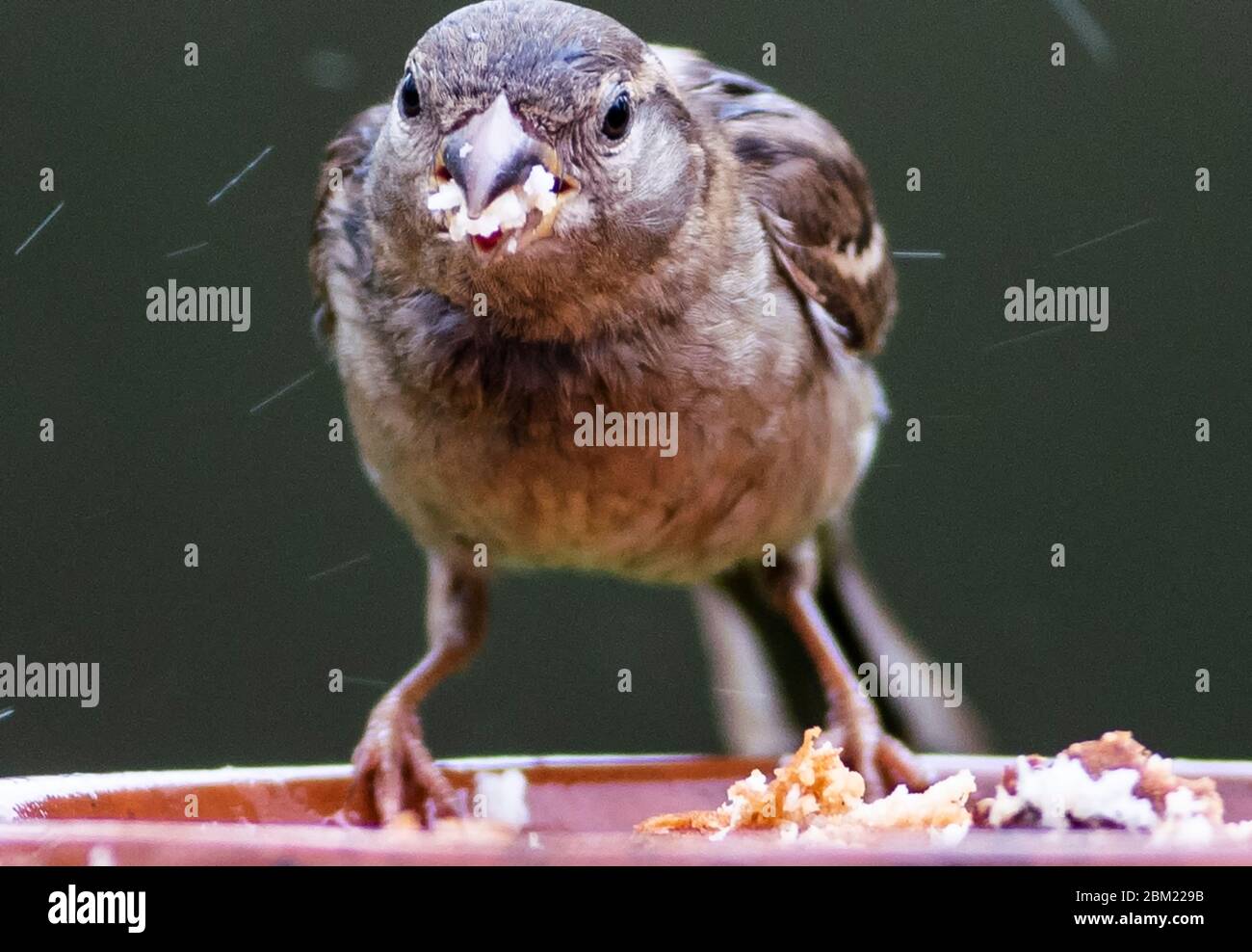 Sparrow crumbs hi-res stock photography and images - Alamy