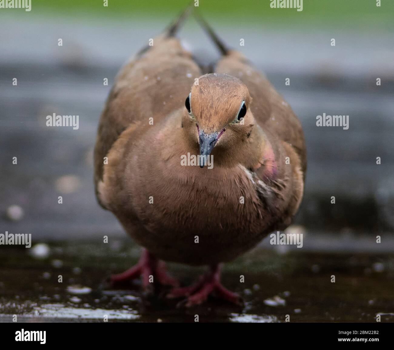 Wet mourning dove hi-res stock photography and images - Alamy
