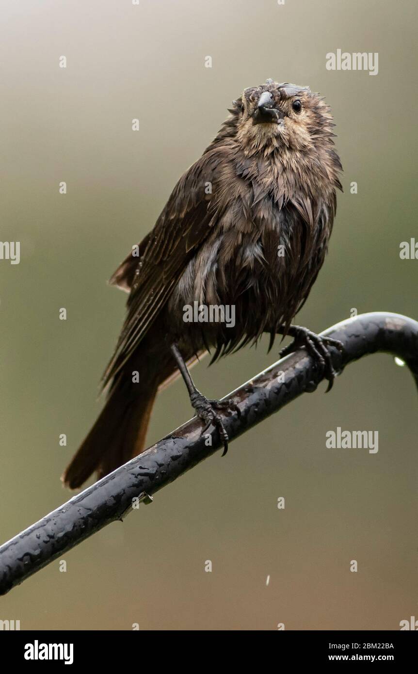 Rain soaked bird hi-res stock photography and images - Alamy