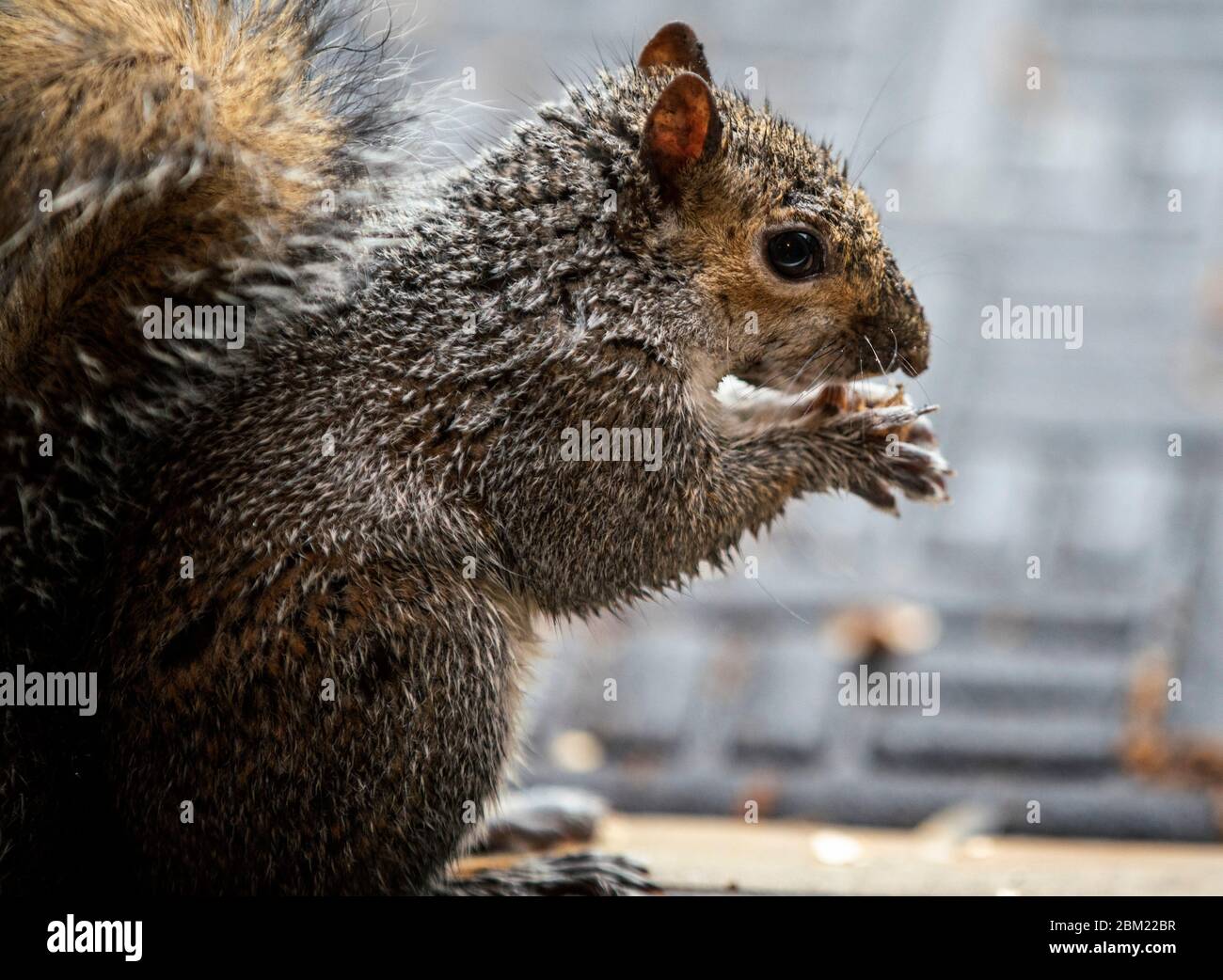 Wet Squirrel High Resolution Stock Photography and Images - Alamy
