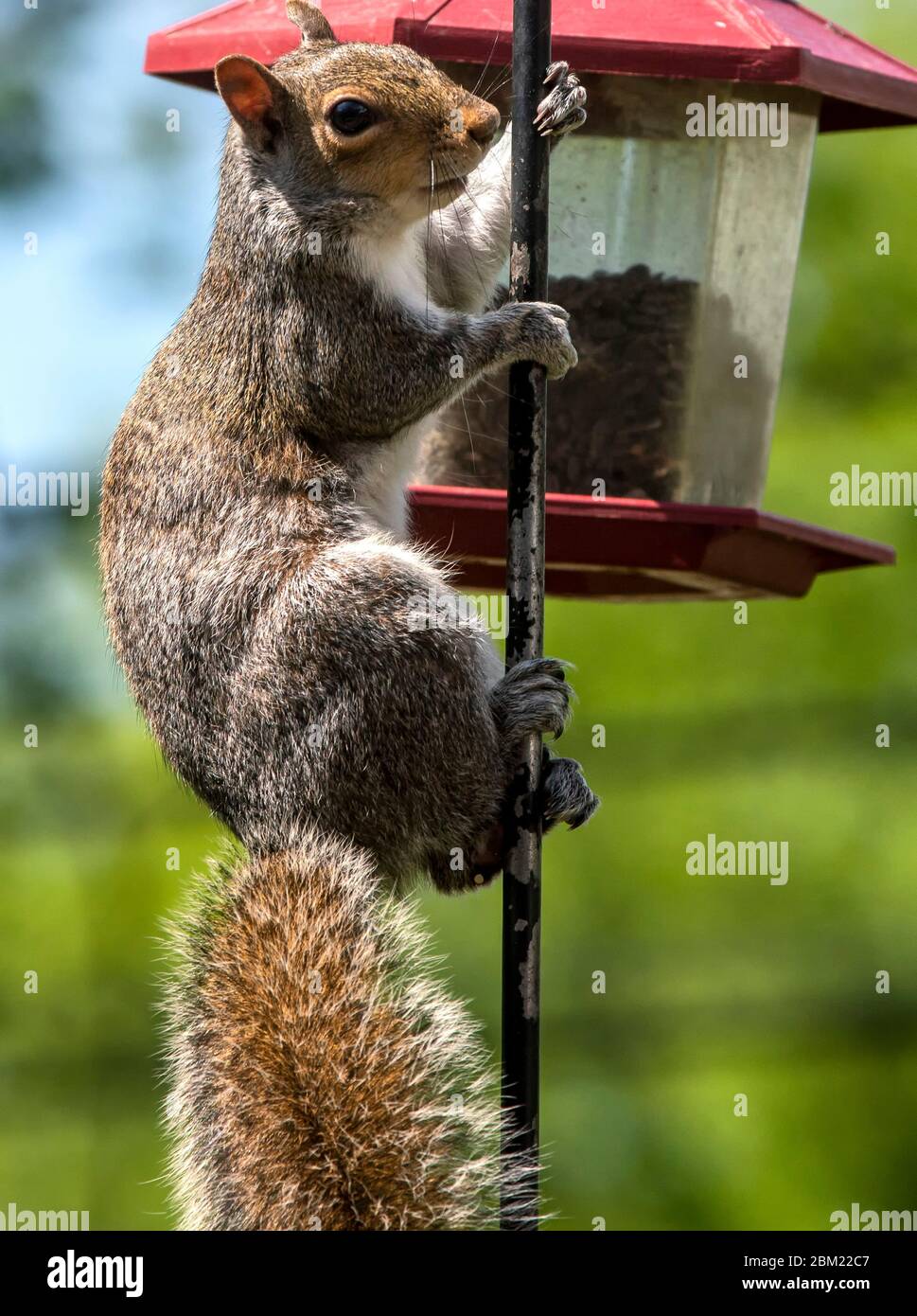 Up the pole Stock Photo - Alamy