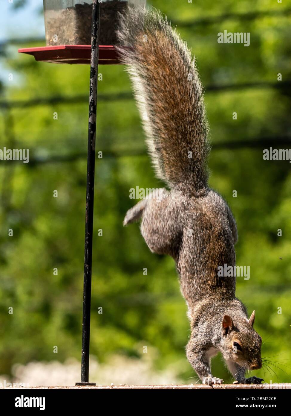 Balncing hi-res stock photography and images - Alamy