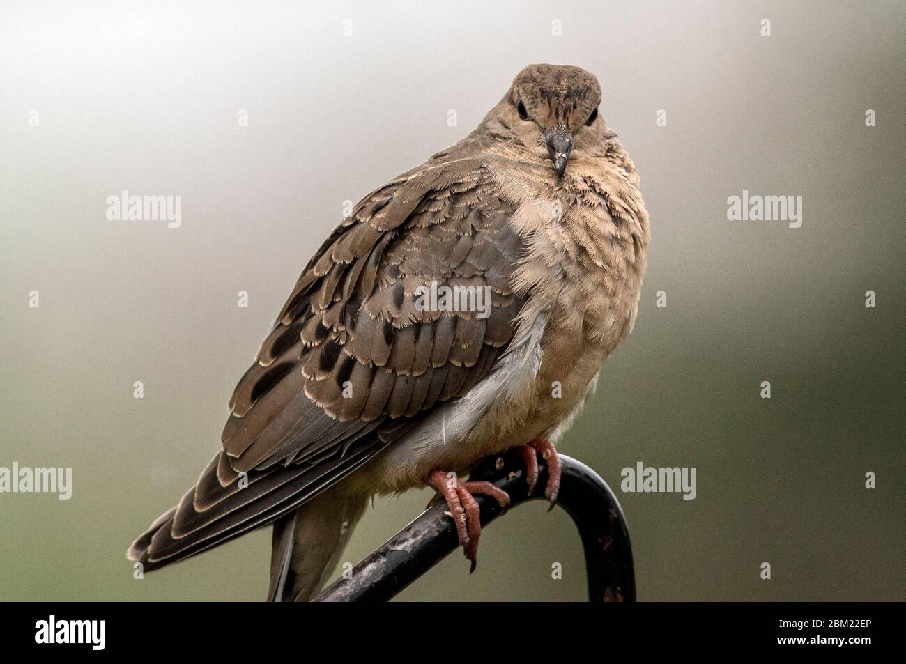Puffed out feathers hi-res stock photography and images - Alamy