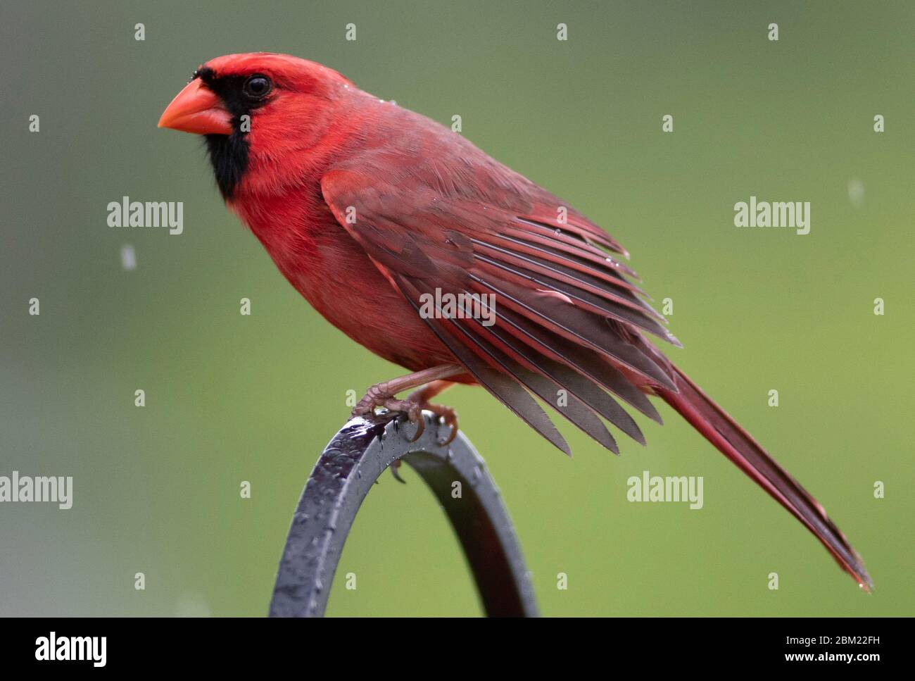 Fluttering plume hi-res stock photography and images - Alamy
