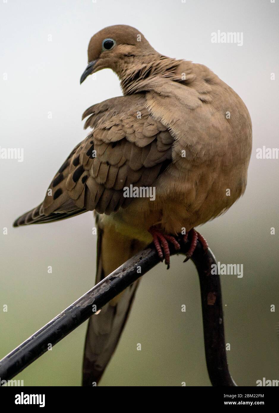 Wet bird hi-res stock photography and images - Alamy