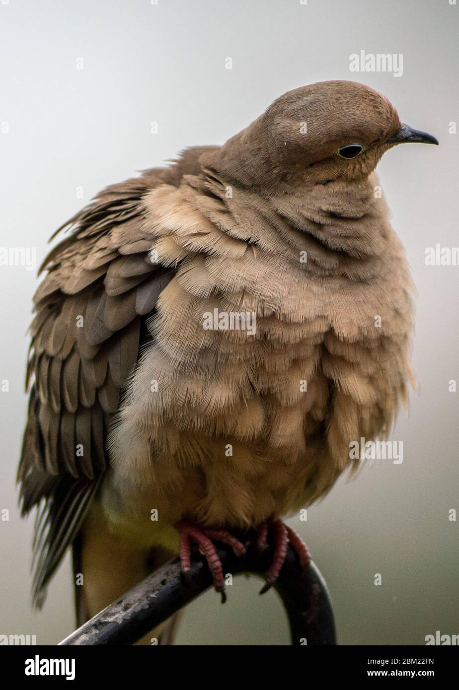 Wet mourning dove hi-res stock photography and images - Alamy