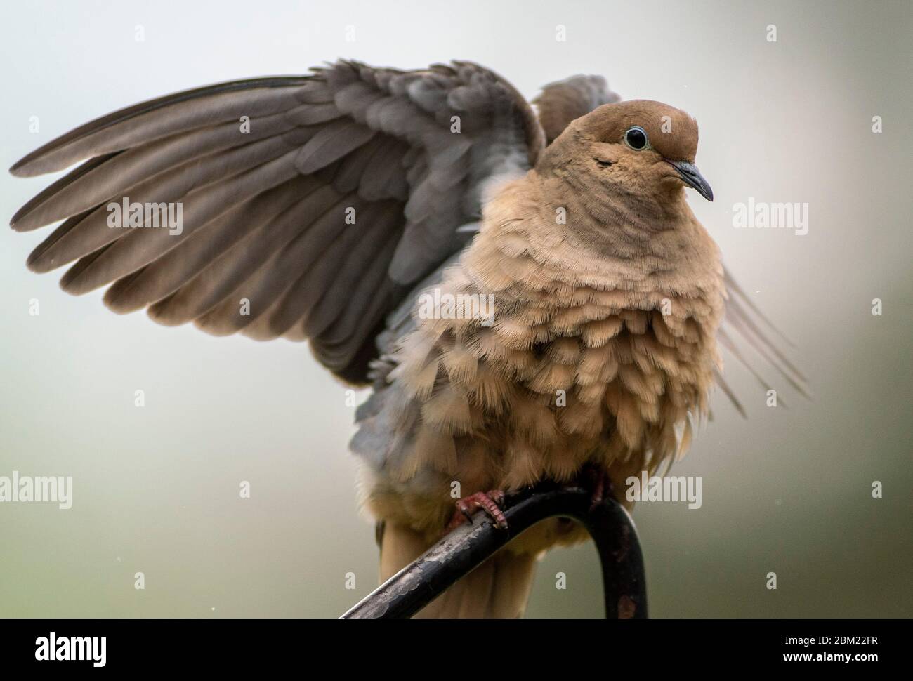 Wet mourning dove hi-res stock photography and images - Alamy