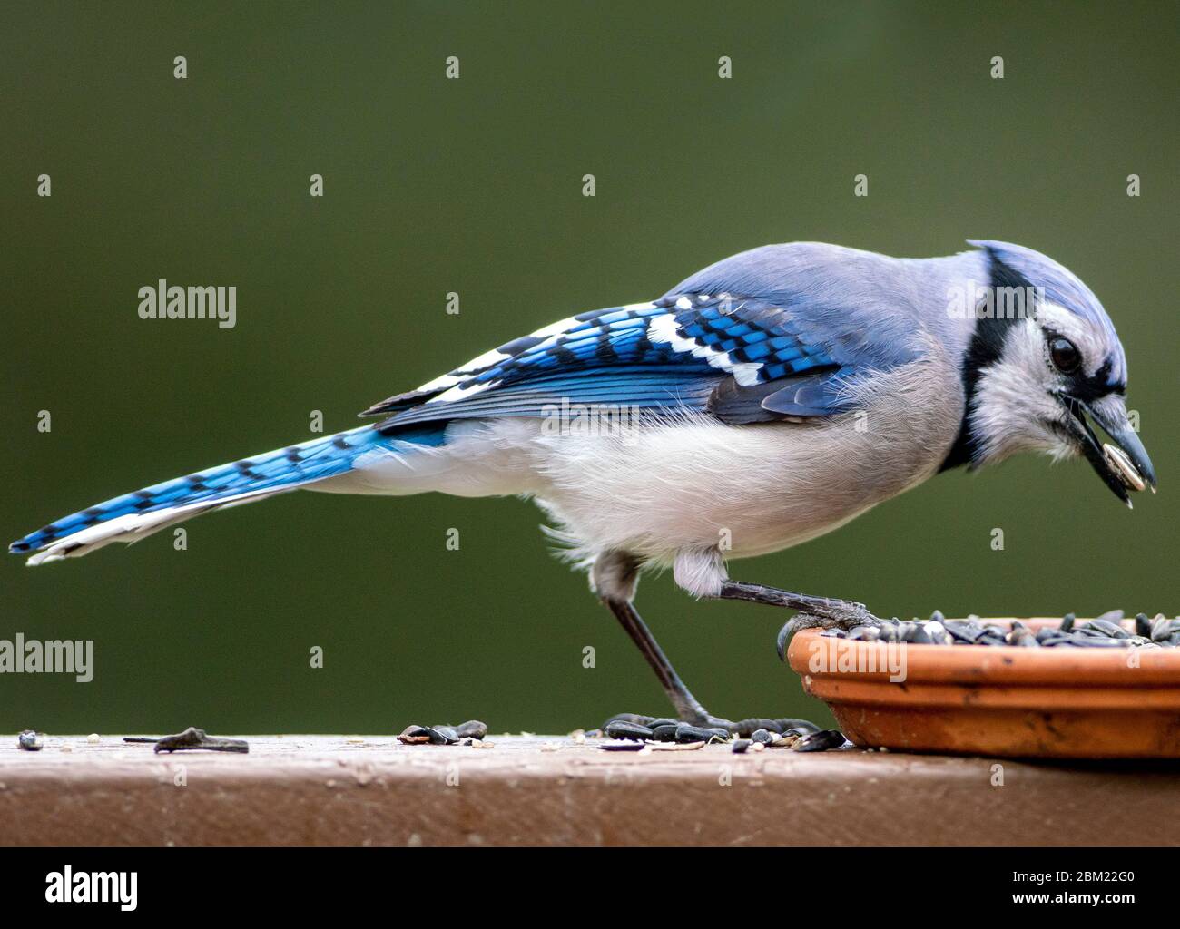 Blue bird feeding Stock Photo - Alamy