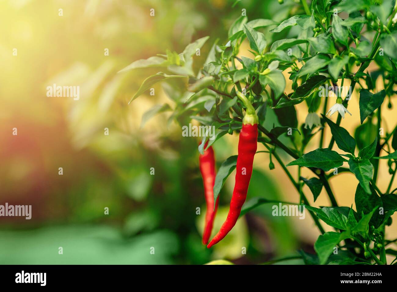 India chili pepper field hi-res stock photography and images - Alamy