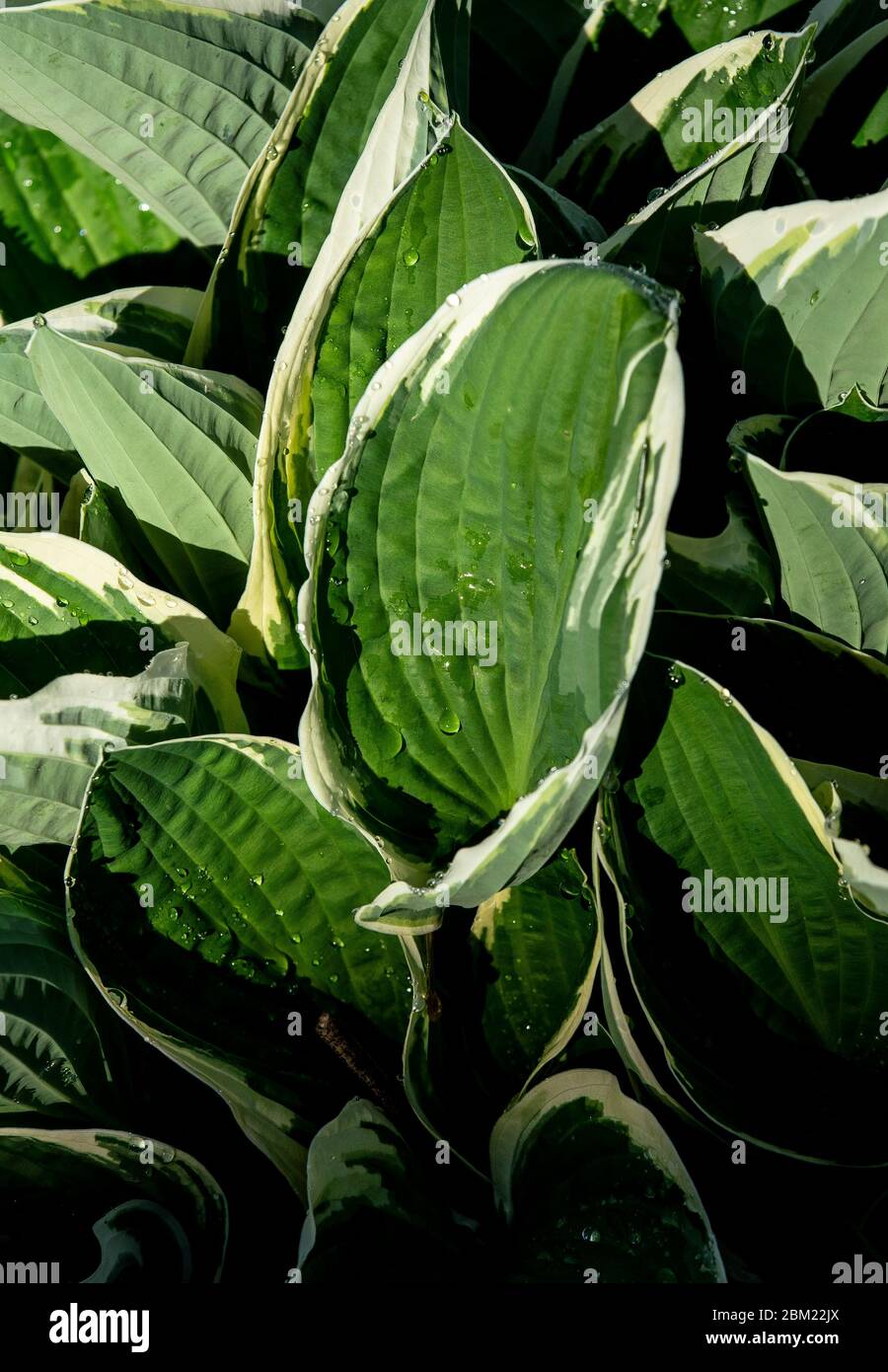 Big broad leaves hi-res stock photography and images - Alamy