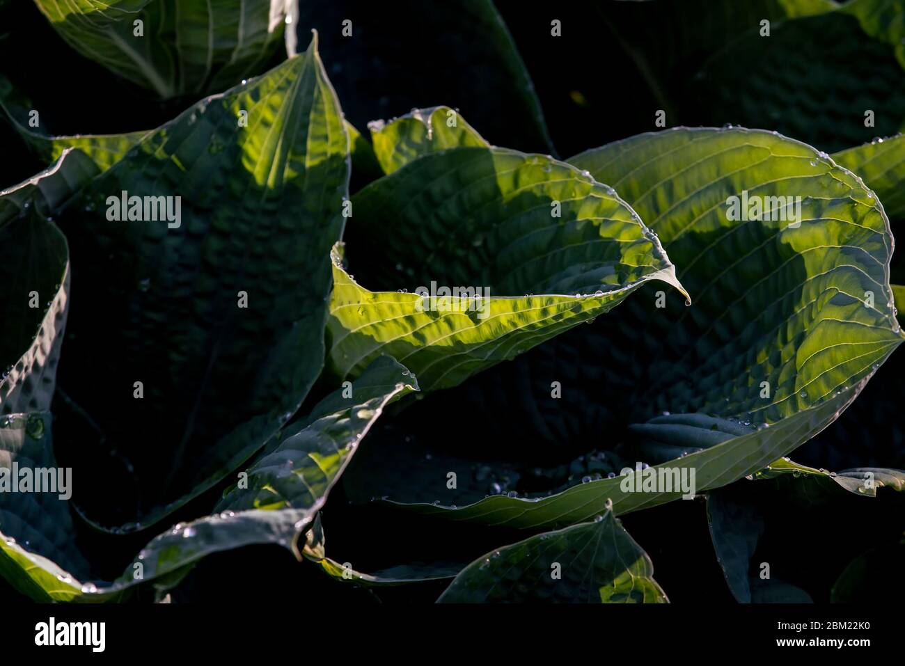 Big broad leaves hi-res stock photography and images - Alamy