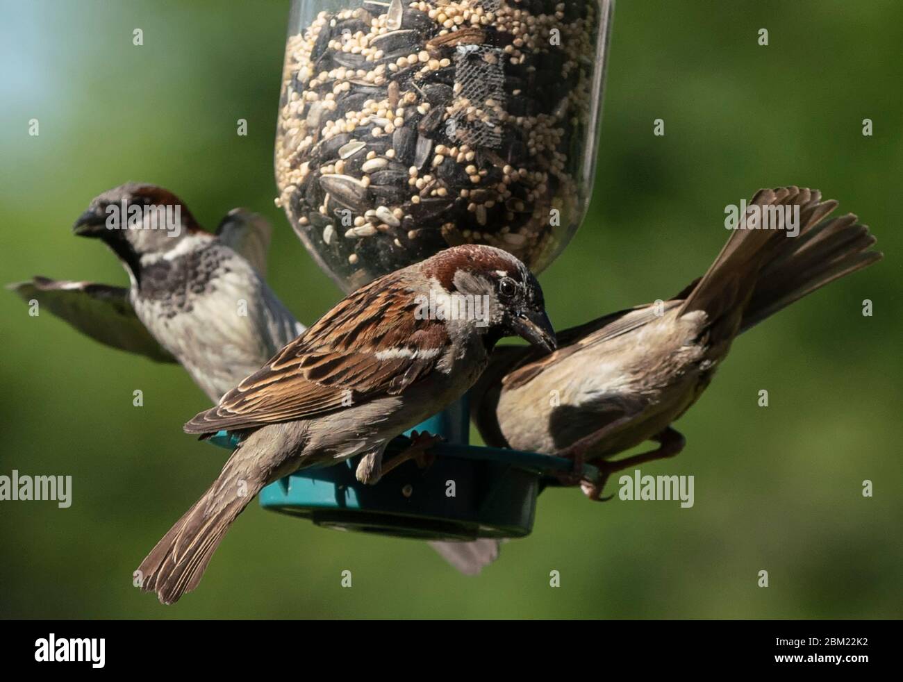 Food fight hi-res stock photography and images - Alamy