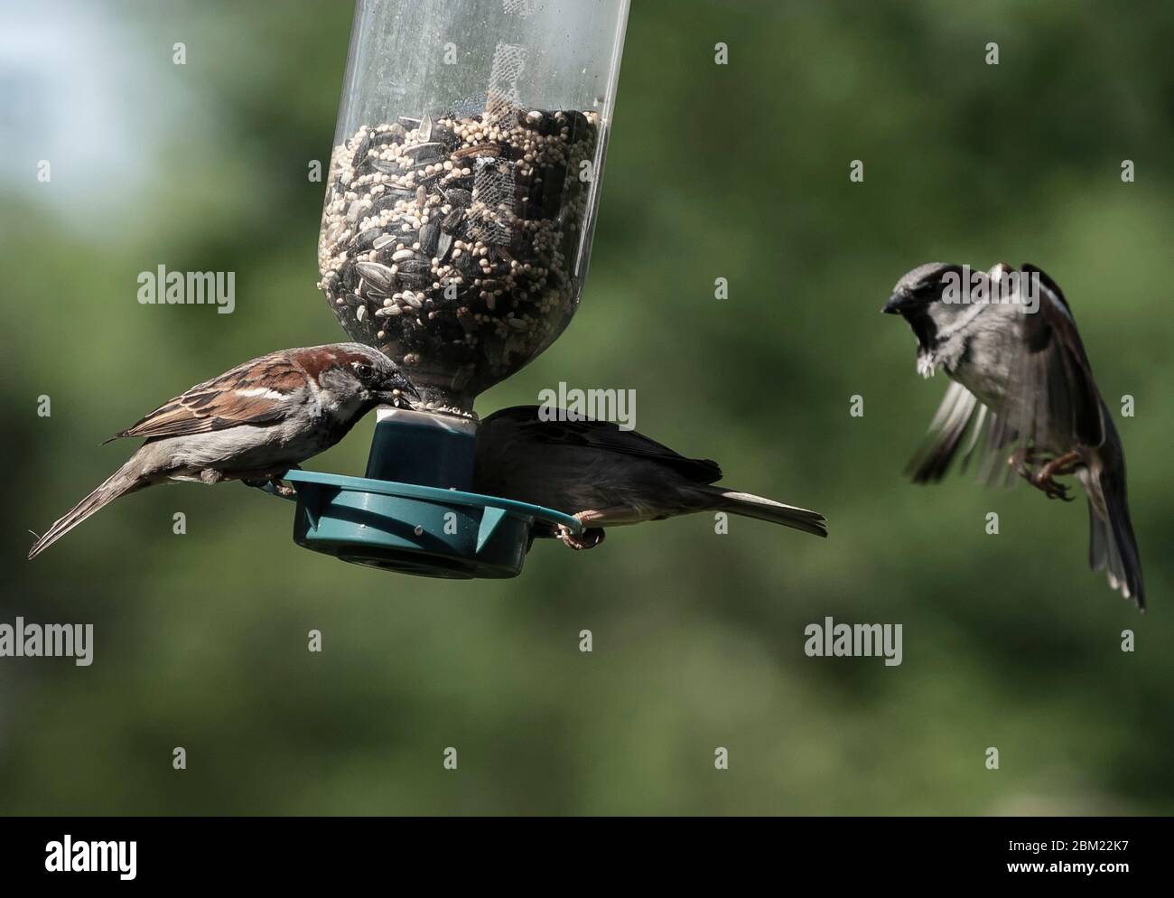 Flying home hi-res stock photography and images - Alamy