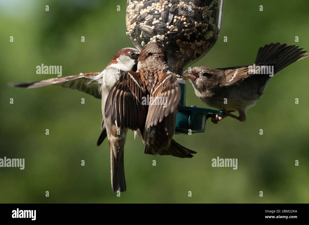 Birds eating together hi-res stock photography and images - Alamy