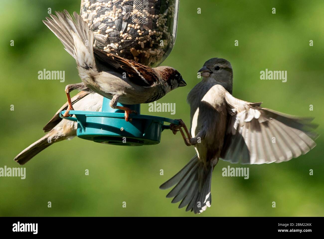 Angry flapping and fighting hi-res stock photography and images - Alamy