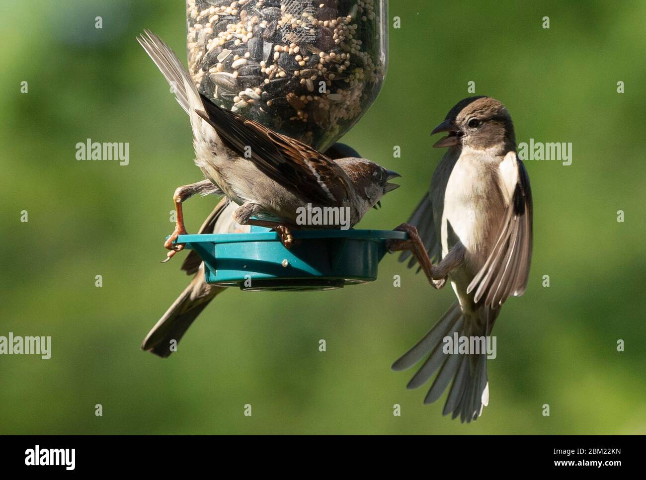 Birds together hi-res stock photography and images - Alamy