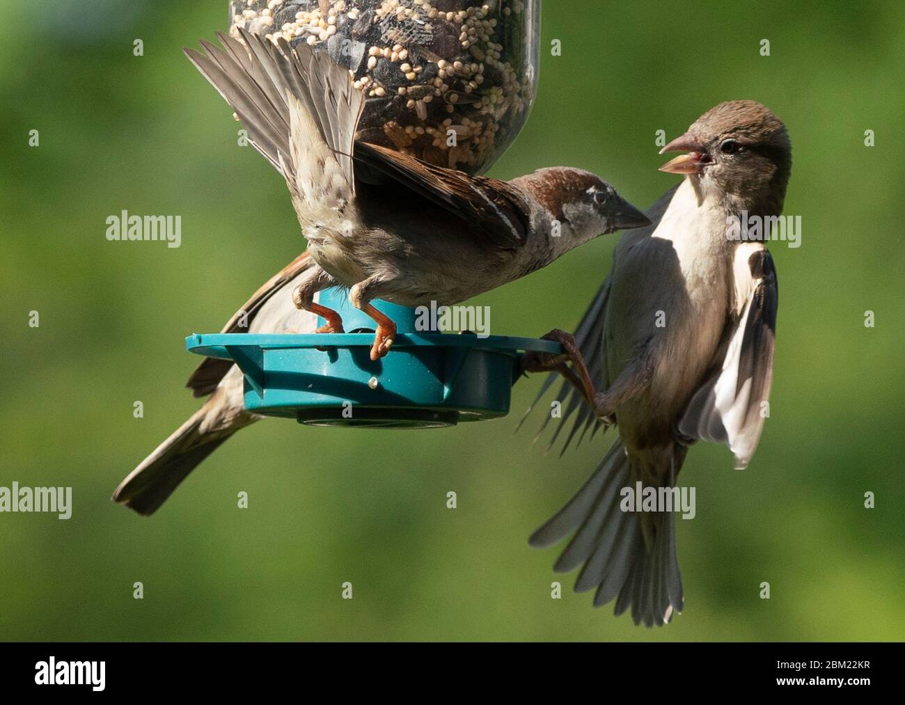 Birds wheeling hi-res stock photography and images - Alamy