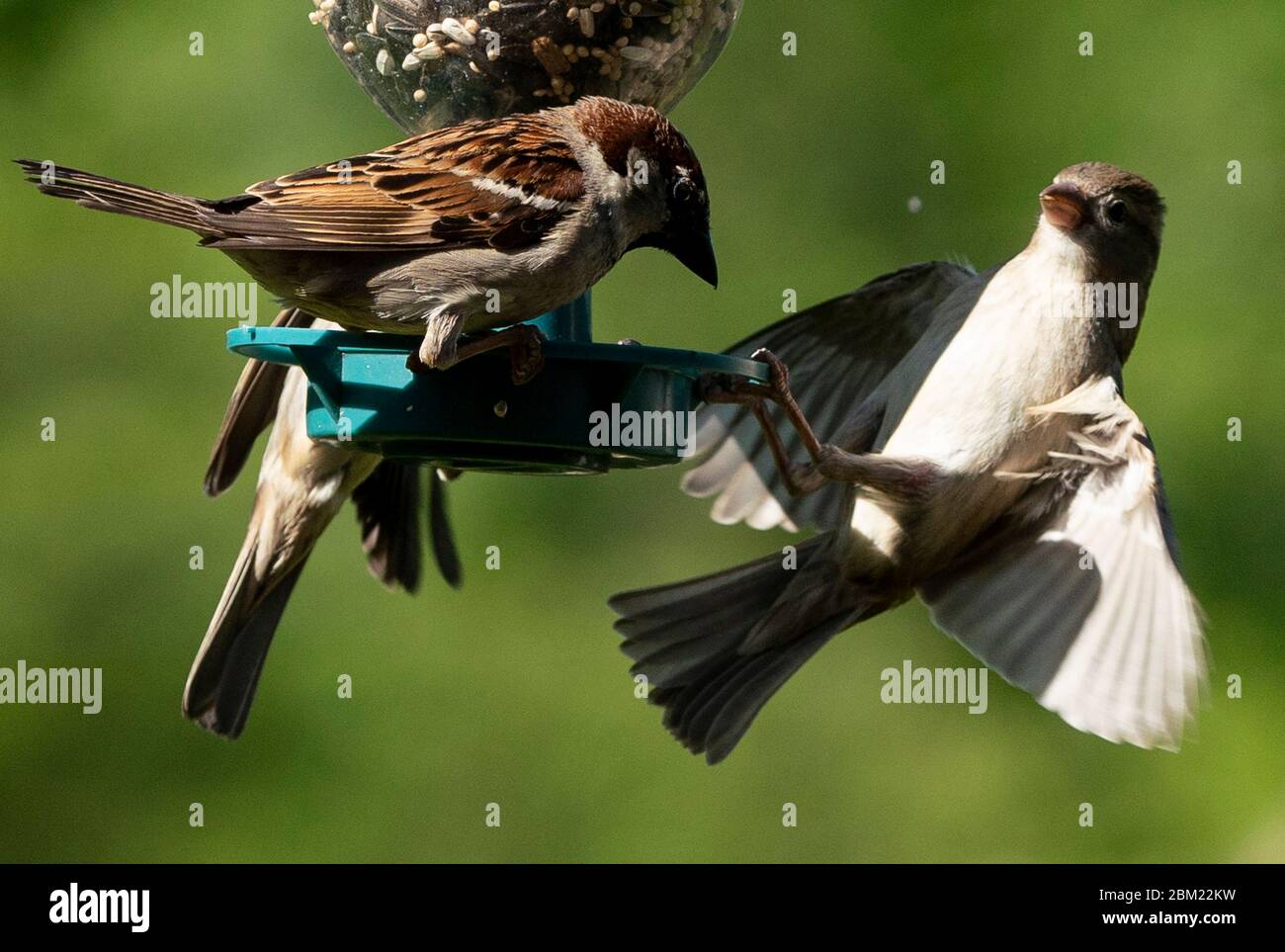 Angry flapping and fighting hi-res stock photography and images - Alamy