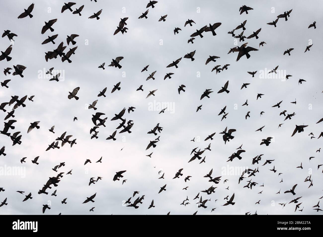 Large group of pigeons flying through the air Stock Photo - Alamy