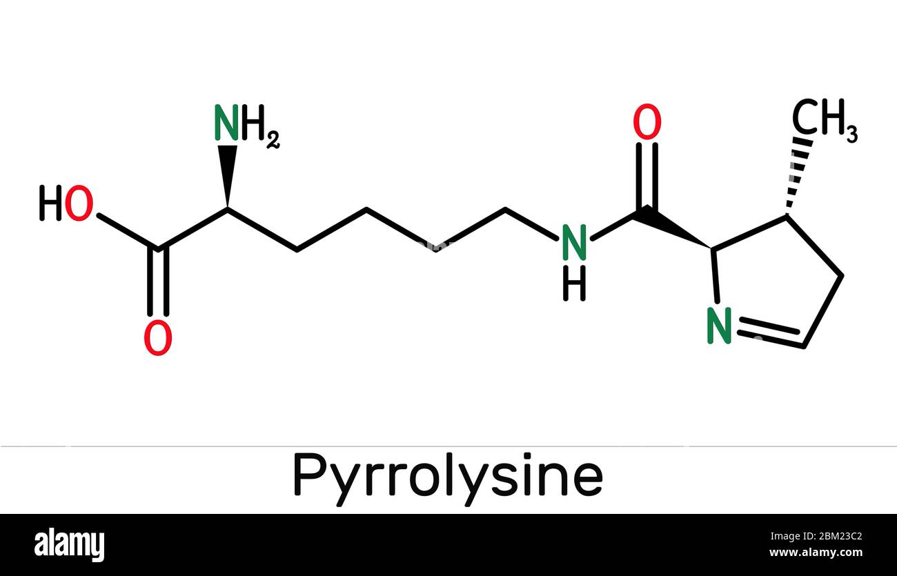 Pyrrolysine, l-pyrrolysine, Pyl, C12H21N3O3 molecule. It is amino acid ...