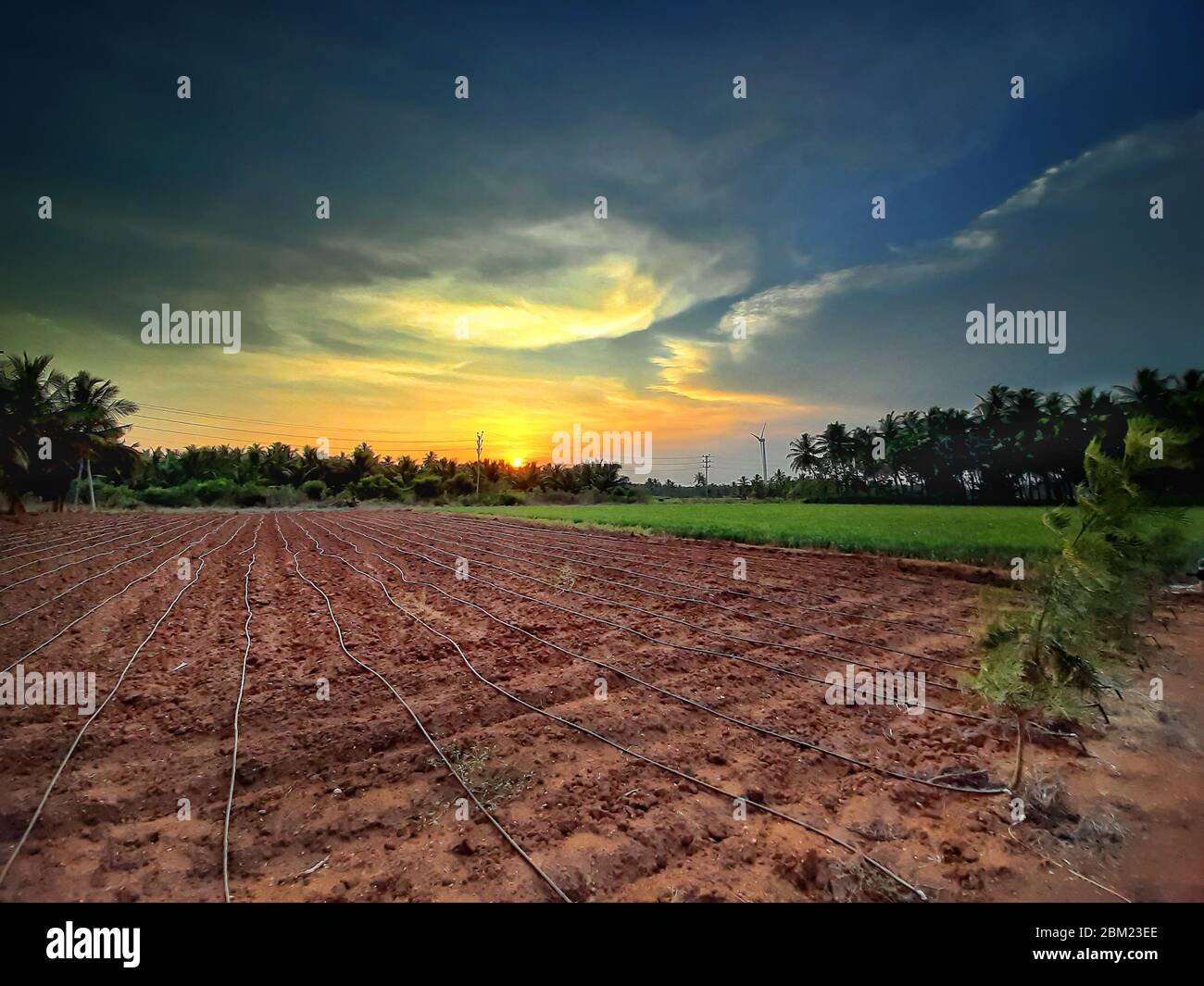 Green Agricultural and red soil empty farming land with dramatic sunset ...