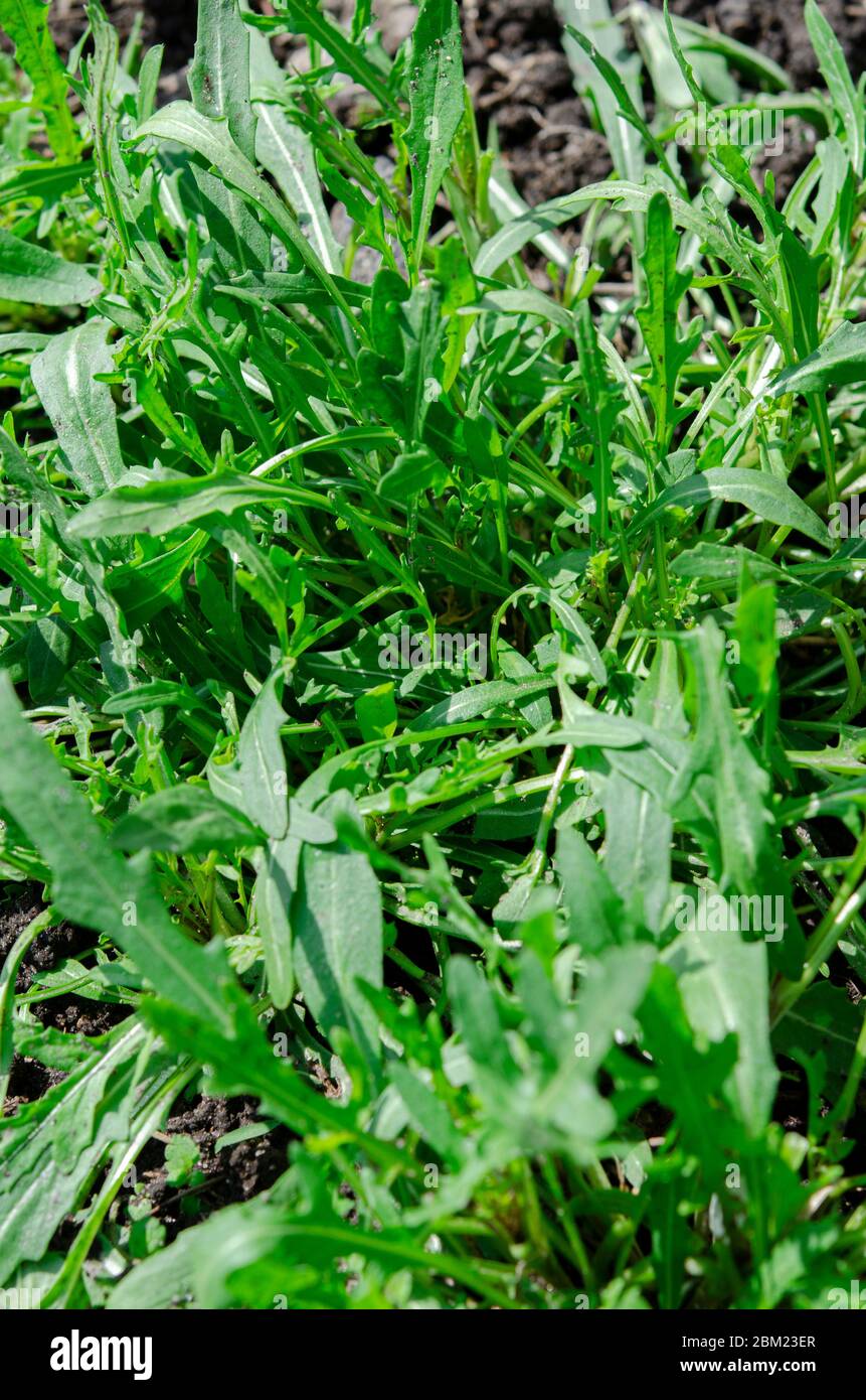 Spring green arugula grows on the farmer's garden Stock Photo - Alamy