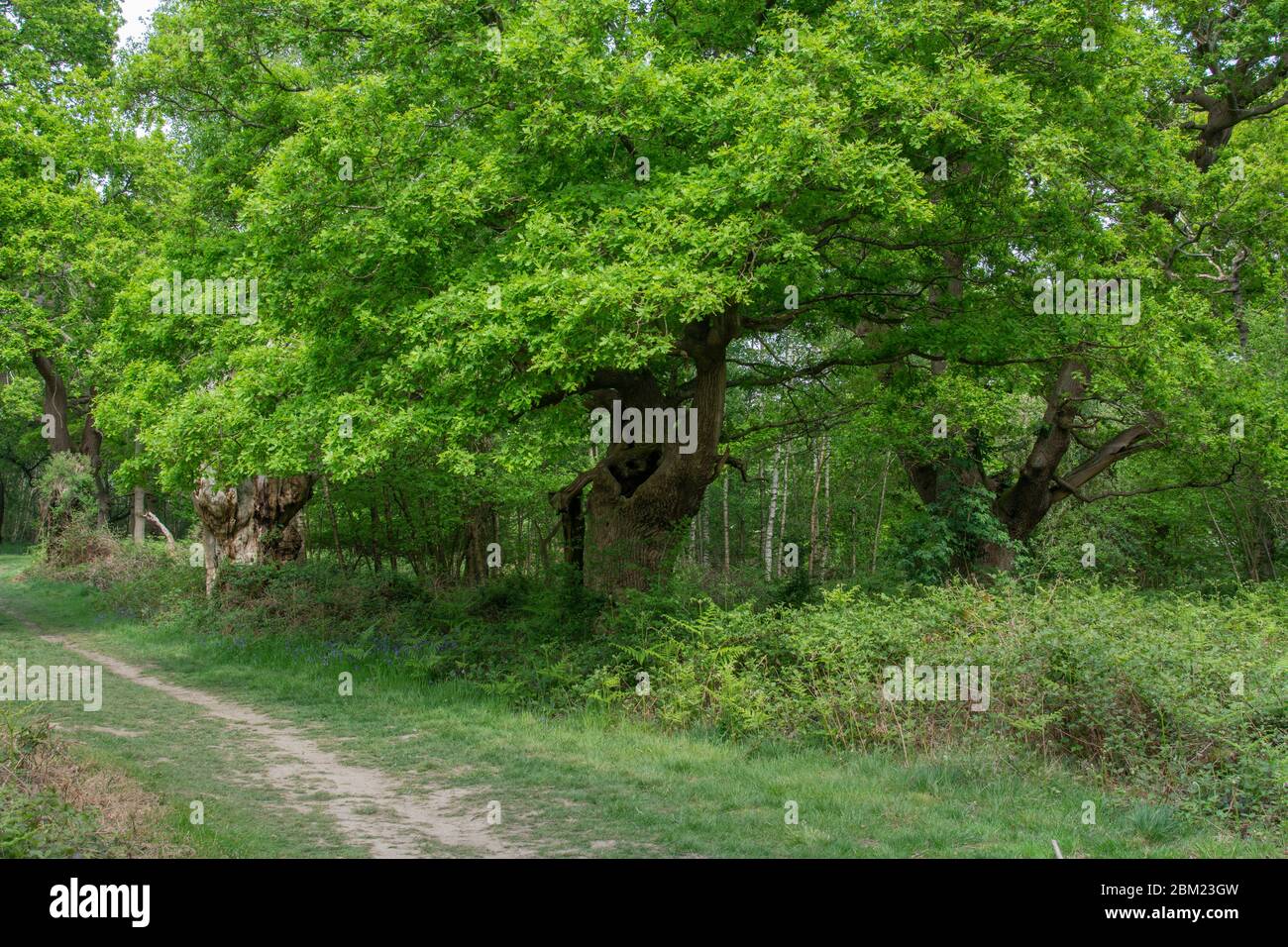 Ancient pollarded oak trees Stock Photo - Alamy