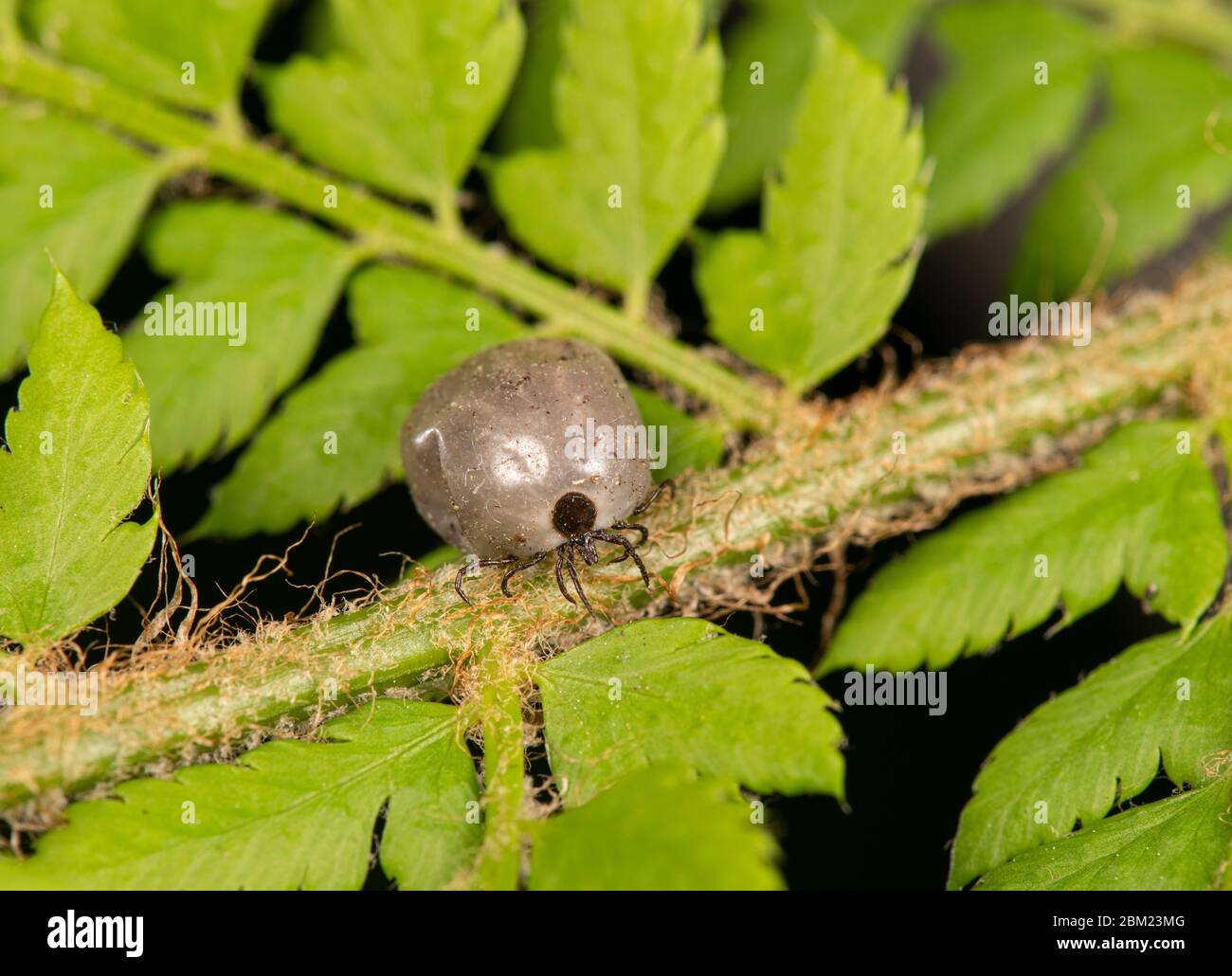Tick lymes disease uk hi-res stock photography and images - Alamy