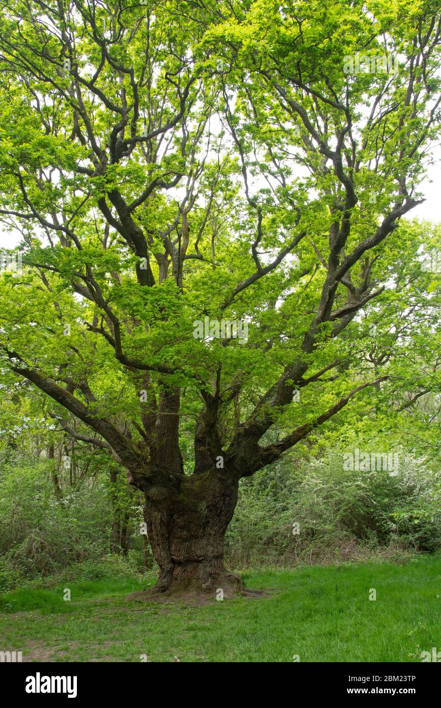 “The Wishing Tree” Ancient pollarded Oak tree, Ashtead Common Natiopnal ...