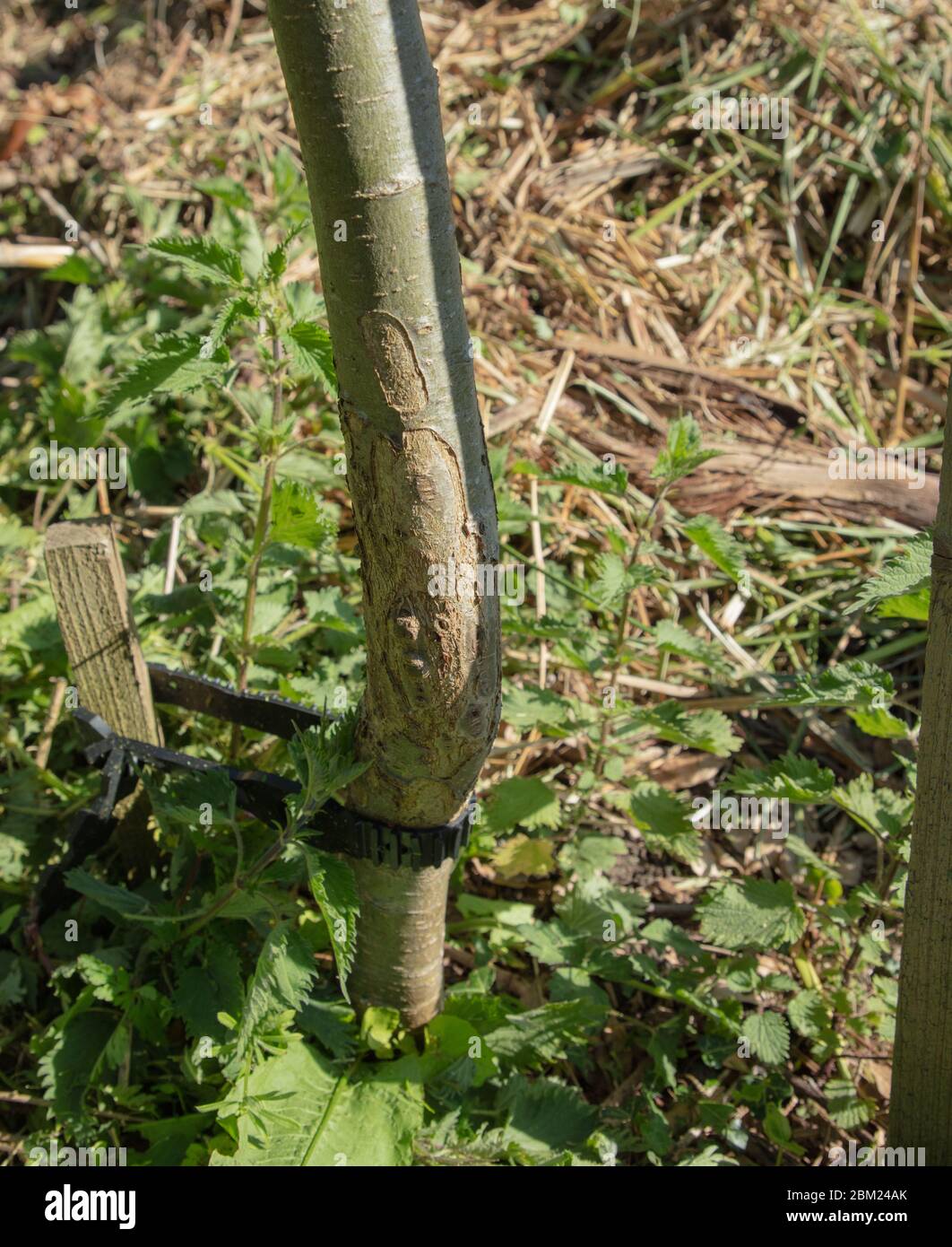 Old wound which is healing after being damaged by the horns of a ...