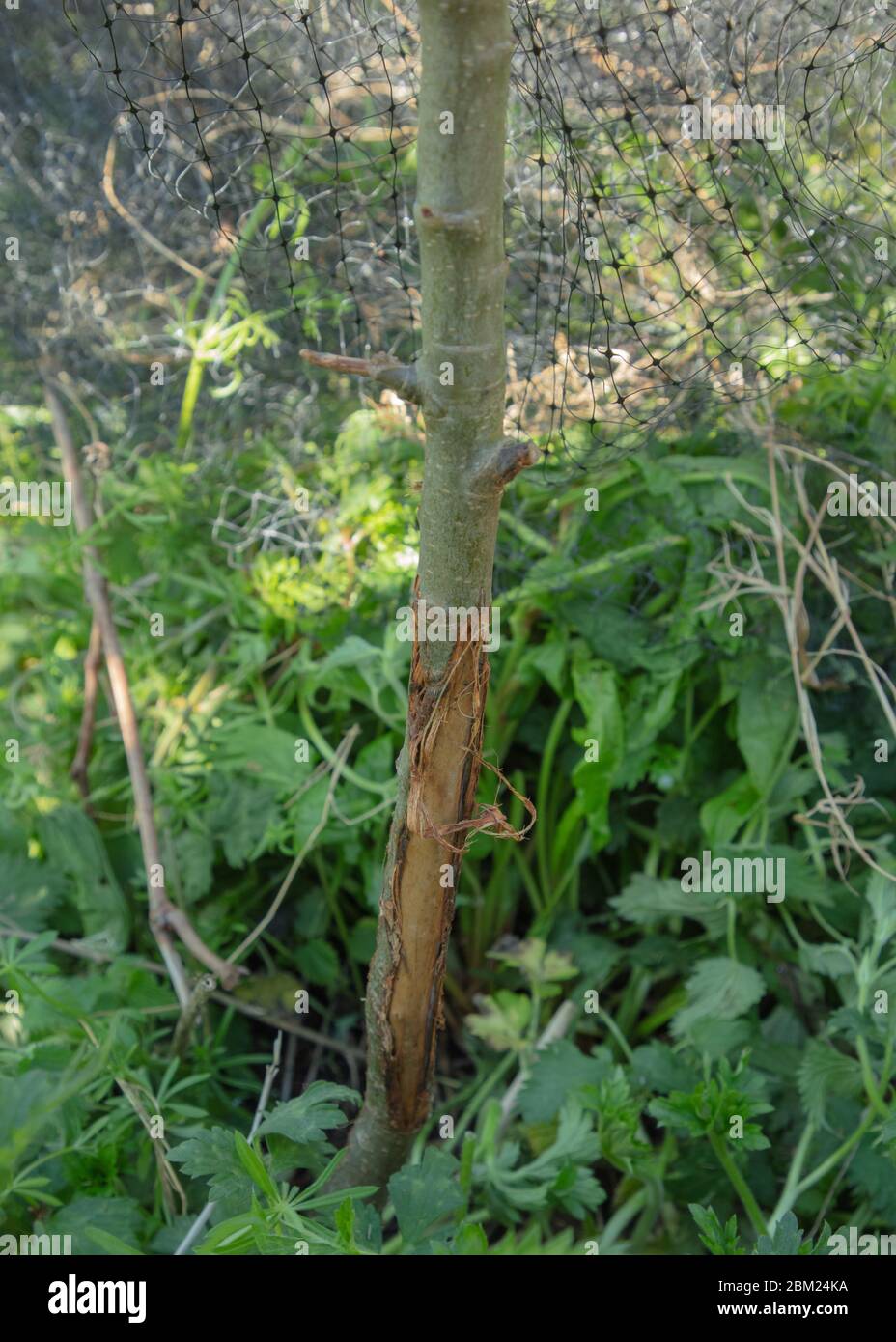 Recent damage to the bark of a young apple tree caused by the rubbing ...