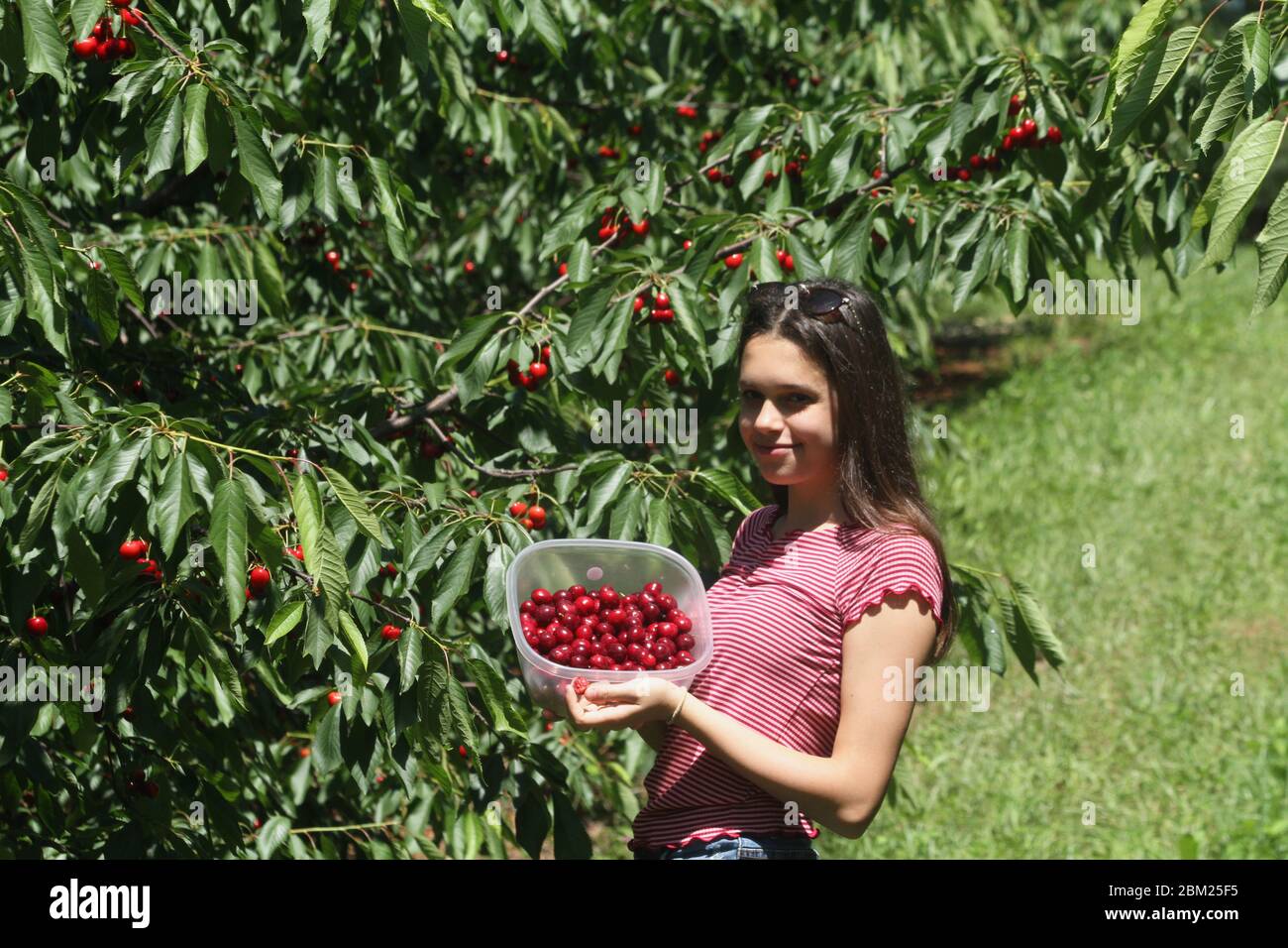 Young girl picking up cherries Stock Photo - Alamy
