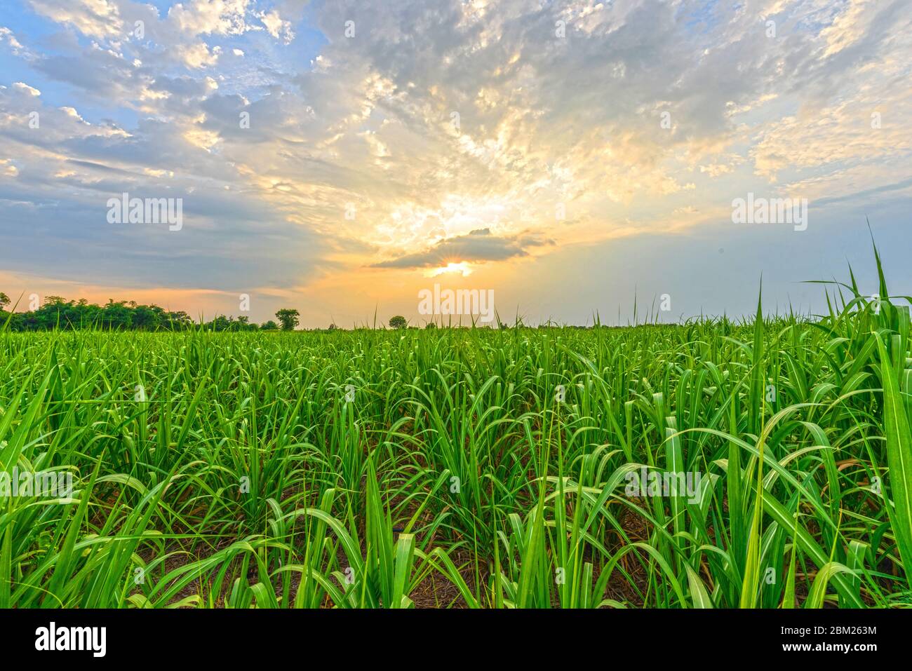 Sugar cane plantation sunset view hi-res stock photography and images ...