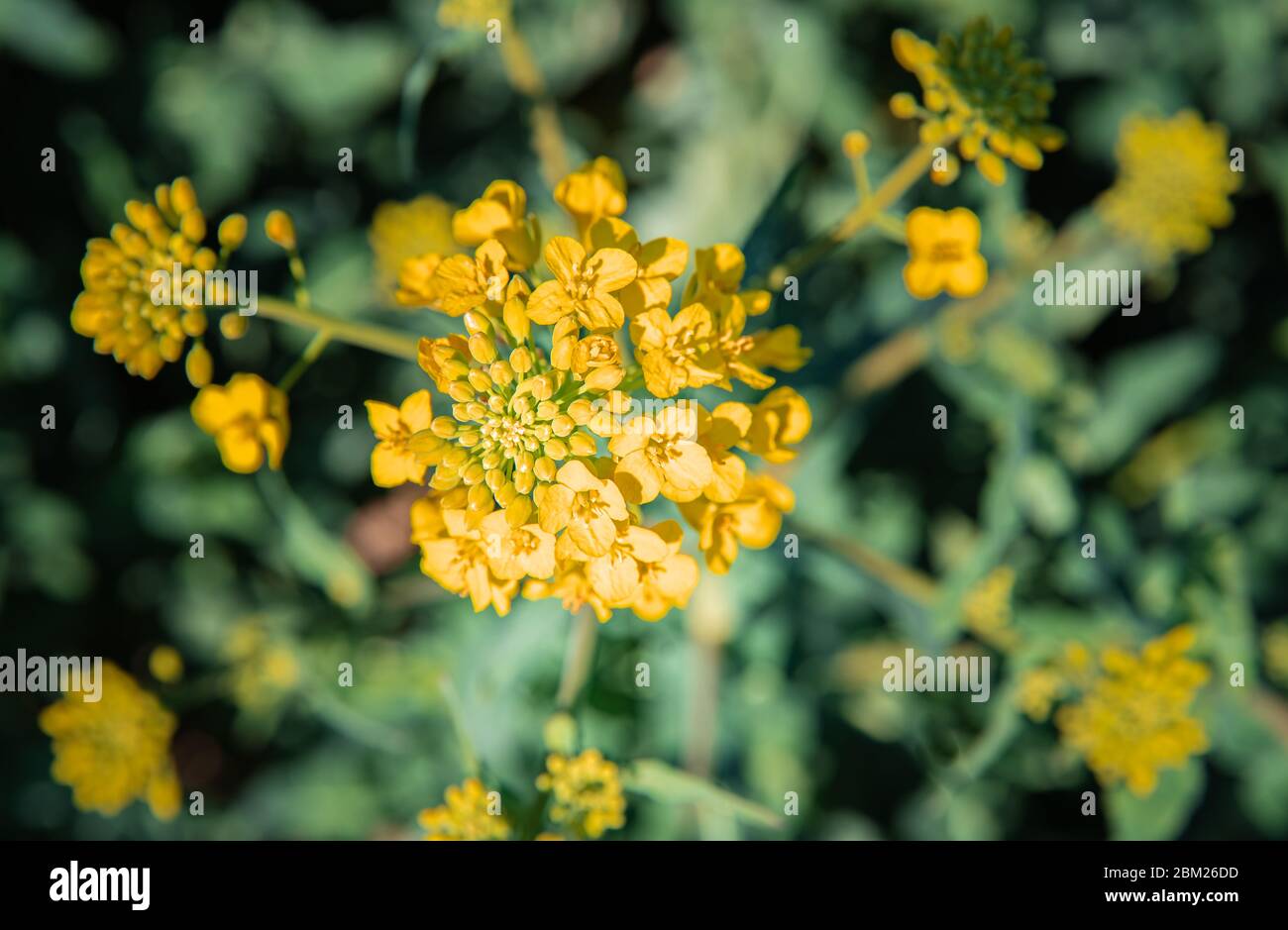 rapeseed flower. farm plant for oil production Stock Photo - Alamy