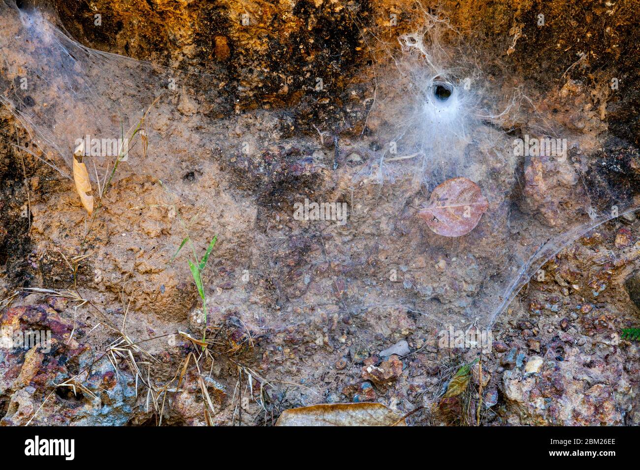 A Spiders Web At Ta Som Temple, Angkor Wat Temple Complex, Siem Reap ...
