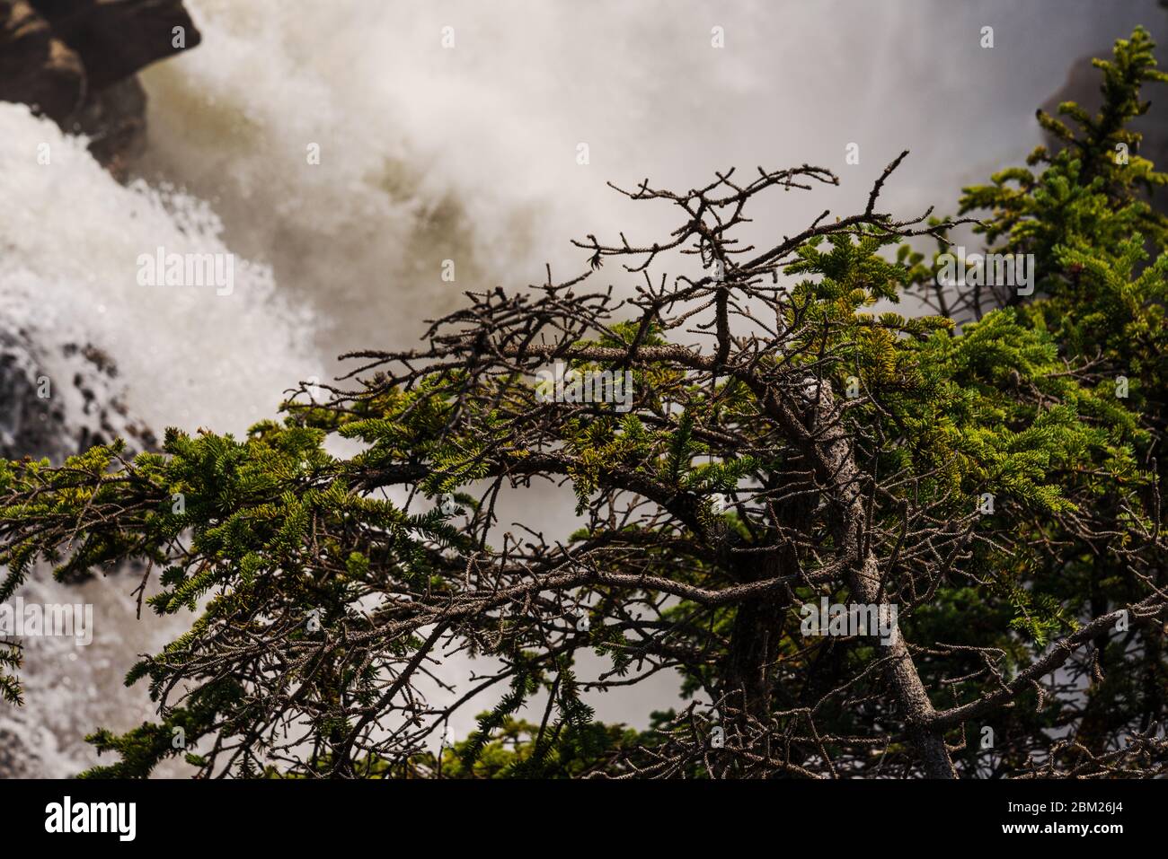 Athabaska fall view, Jasper national park, alberta, canada Stock Photo ...