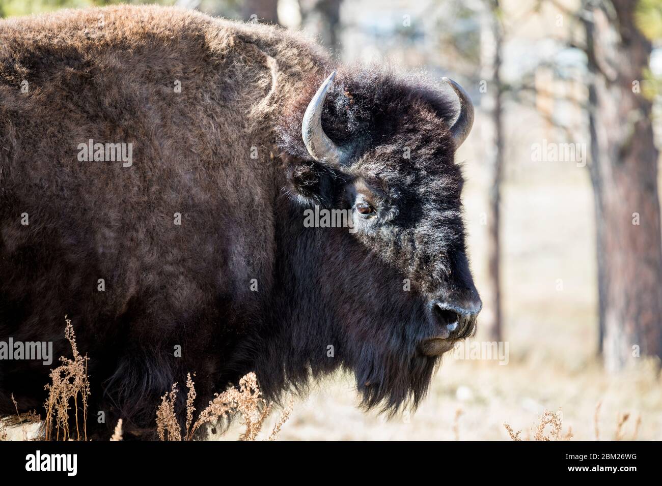 An American Bison in western South Dakota, USA Stock Photo - Alamy