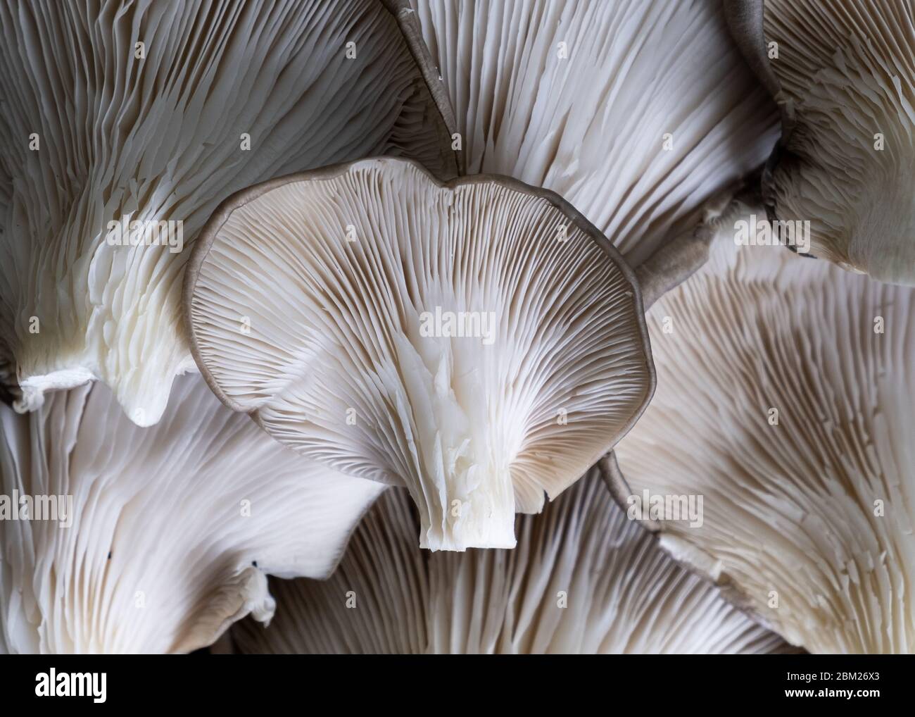 Hongos mushrooms hi-res stock photography and images - Alamy