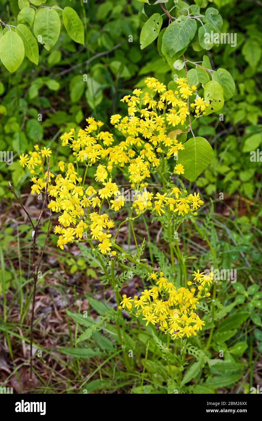 Native Kentucky Wildflowers Kentucky Native Plants List: 9 Low
