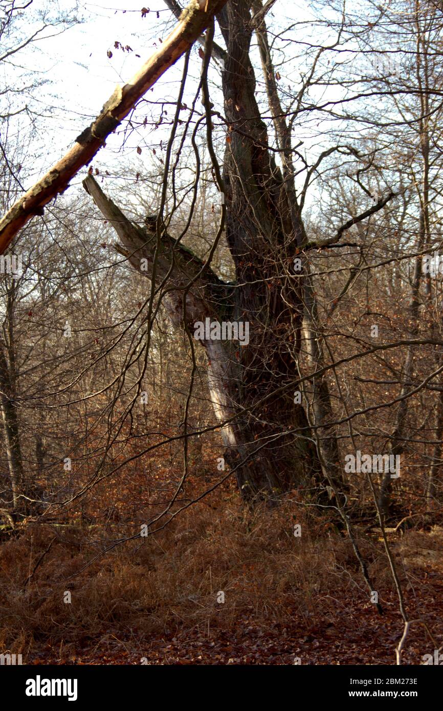 Dead, rotting oak in the forest thicket in the Sababurg jungle Stock ...