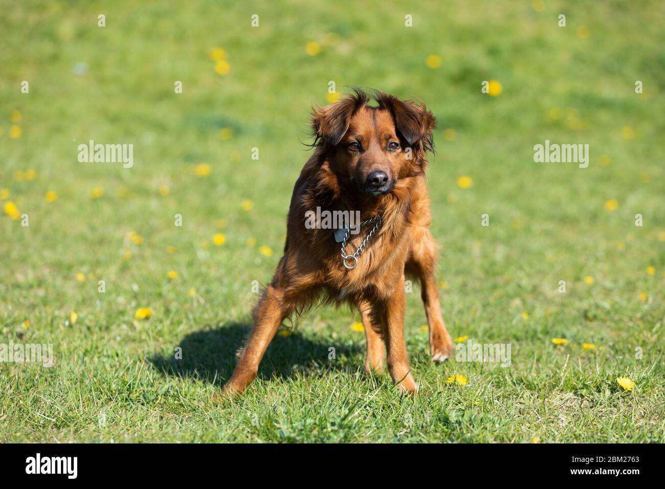 The mixed-breed dog stands uncertain on the green lawn and looks ...